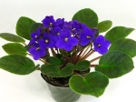 My Violet | African Violets